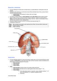 Centro frenico. Neurología - Docsity