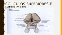Mesencefalo: coliculos | Diapositivas de Anatomía | Docsity