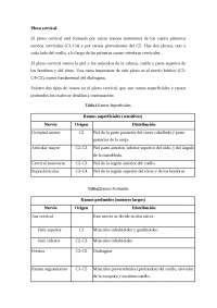 Plexo cervical y ramas superficiales - Docsity