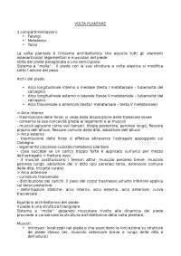 Volta plantare-Chinesiologia - Docsity