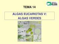 Algas eucariotas parte 5: algas verdes - Docsity