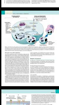 Vía intrínseca y extrinseca de la apoptosis | Esquemas y mapas ...