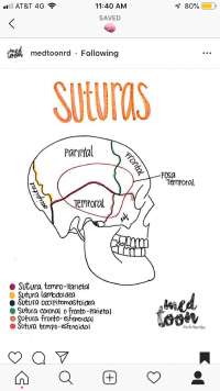 Diferentes Suturas del Cráneo. - Docsity