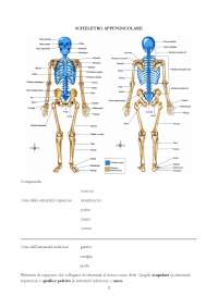 Anatomia scheletro assile e appendicolare - Docsity