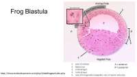 Early blastula of frog - Docsity