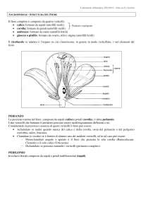 Angiosperme struttura - Docsity