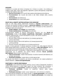 Anatomia dell'addome - Docsity
