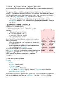 Addome --divisione in quadranti - Docsity