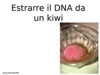 Estrazione DNA Kiwi. - Docsity