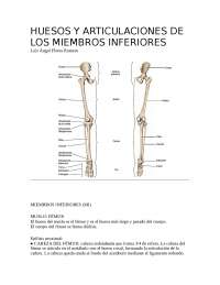 MIEMBROS INFERIORES HUESOS - Docsity