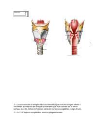 Partes de la laringe - Docsity