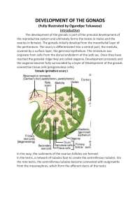 Development of the gonads fully illustrated - Docsity