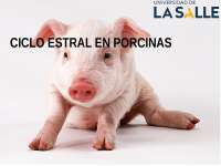 Ciclo estral de las cerdas - Docsity