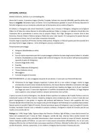 Antigone, Sofocle. Traduzione di Davide Susanetti - Docsity