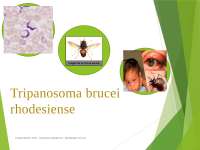 Guia para pre informes e informes de laboratorio - Docsity