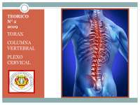 Anatomia cOLUMNA-TORAX-PLEXO CERVICAL - Docsity