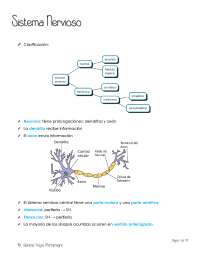 Sistema Nervioso Guyton - Docsity