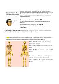 L'apparato locomotore pdf - Docsity
