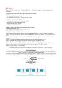 Schema riassuntivo muscoli - Docsity
