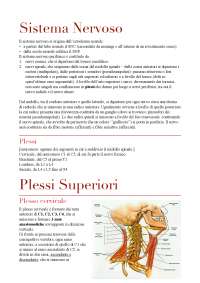 Anatomia I - Plessi cervicale, brachiale, lombare, sacrale e decorso ...