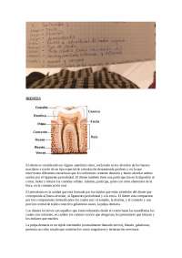 La estructura anatomica de los dientes, lengua y boca - Docsity