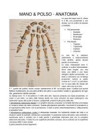 Slide descrittive anatomia di mano e polso - Docsity