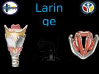 Laringe y sus cartilagos - Docsity