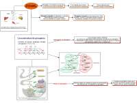 Mapa Conceitual Bioquímica - Docsity