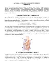 Articulación distal de miembro superior, la muñeca - Docsity