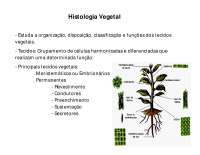 Histologia vegetal, tecidos vegetais | Slides Biologia | Docsity