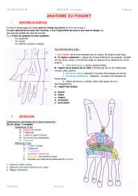 Anatomie du poignet - Docsity