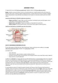 Anatomia topografica dell'addome - Docsity