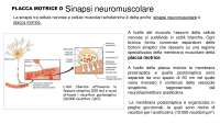 Placca motrice (o sinapsi neuromuscolare) - Docsity
