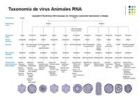 Taxonomía De Los Virus Animales Docsity