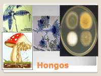 Hongos y las micosis de distintos tipos - Docsity