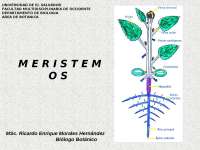 Meristemos y sus caracteristicas principales - Docsity