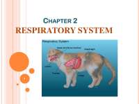 Respiratory system of animal - Docsity