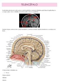 Anatomia- telencefalo - Docsity