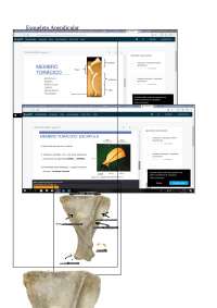 Esqueleto apendicular - Docsity