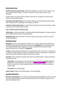 Sintesi dei muscoli di laringe e faringe - Docsity