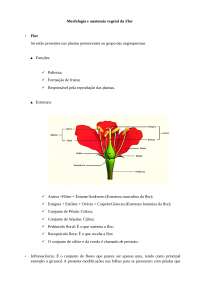 Morfologia e anatomia da flor - Docsity