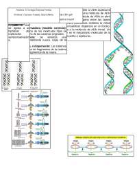 SÍNTESIS DEL ADN ESQUEMA - Docsity