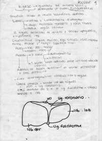 Descripción de hígado anatomía - Docsity