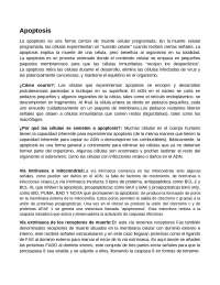 Apoptosis, muerte celular programada - Docsity