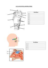 Guia para anatomia y sistemas | Guías, Proyectos, Investigaciones de Anatomía | Docsity