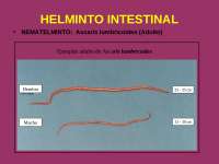 Helmintos intestinales - Docsity