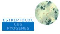 Diapositivas de streptococcus pyogenes, microbiologia clinica - Docsity