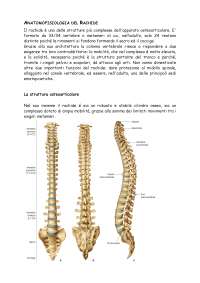 Dispensa anatomia, Rachide - Docsity