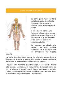 Scheletro Assile- cranio - Docsity