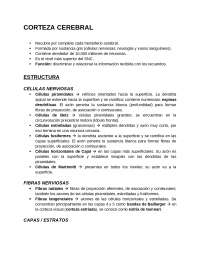 Corteza cerebral: células, fibras y estratos corticales, áreas ...